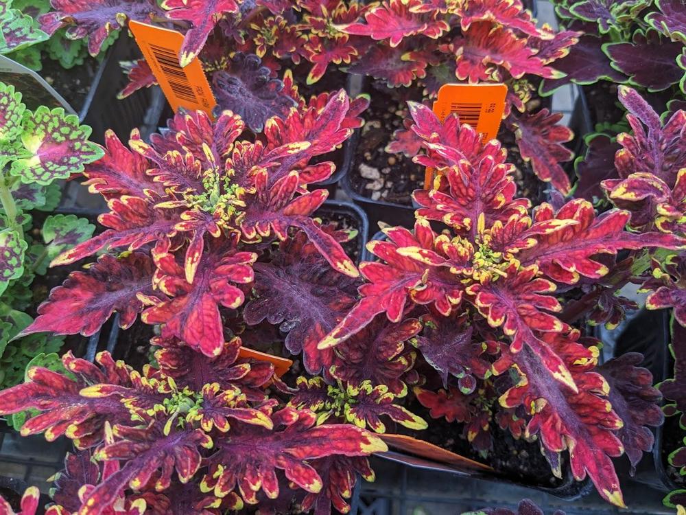 Photo of the leaves of Coleus (Coleus scutellarioides Stained ...