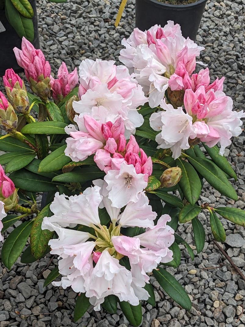 Photo of the bloom of Dwarf Rhododendron (Rhododendron yakusimanum ...