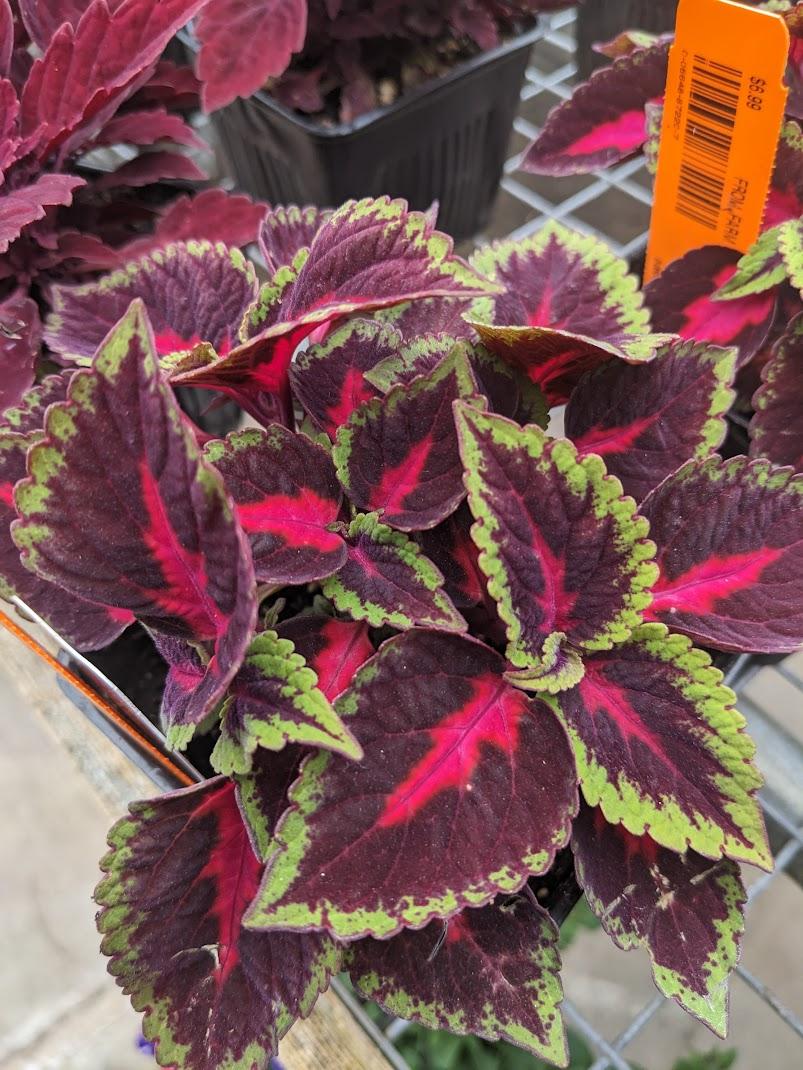 Photo of the leaves of Coleus (Coleus scutellarioides Main Street Ruby Road™) posted by Joy ...