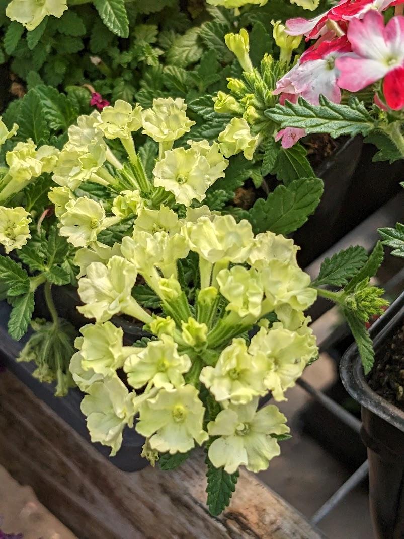 Verbena x hybrida Lanai® Green Apple - Garden.org