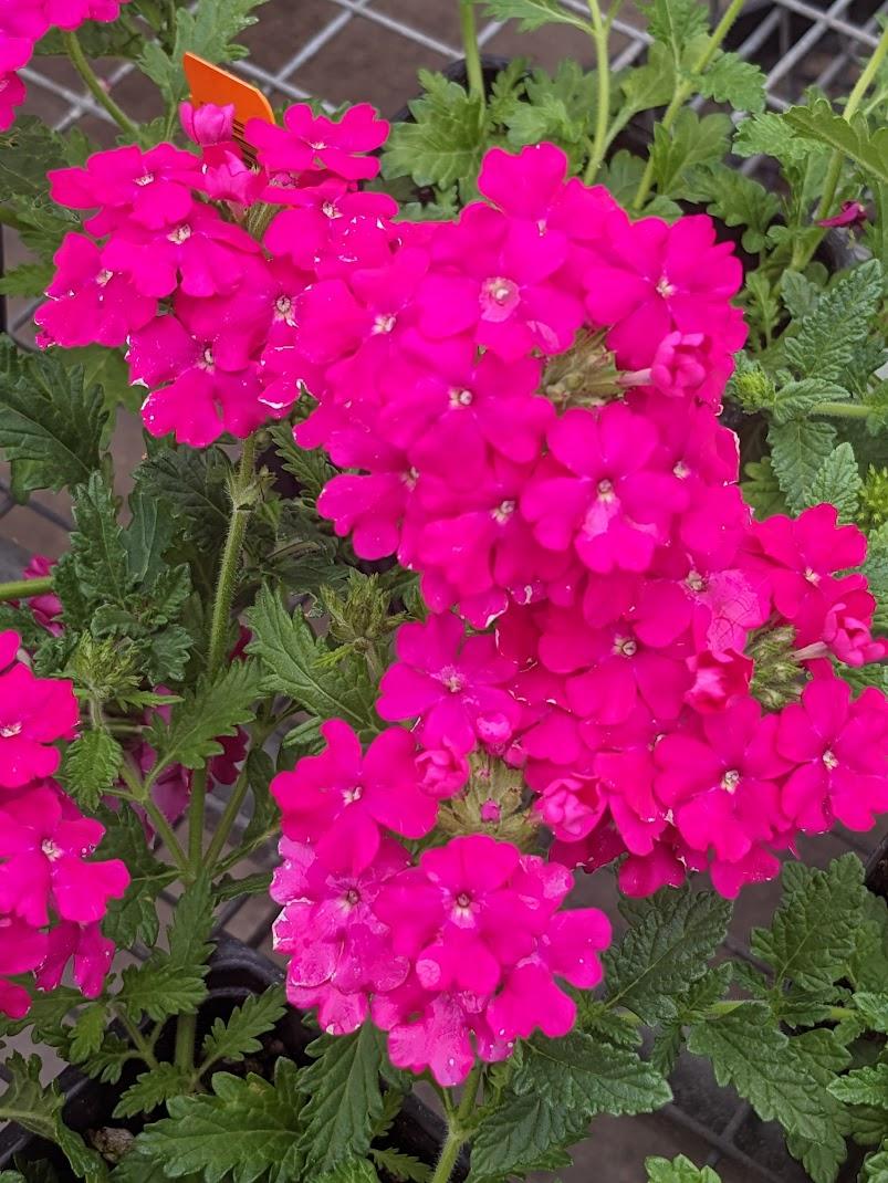 Verbena Lanai® Neon Rose - Garden.org