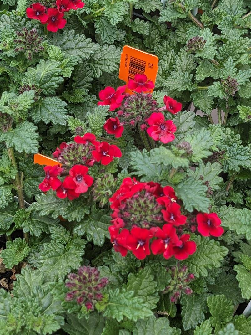 Photo of the entire plant of Verbena Lascar™ Vampire posted by Joy ...