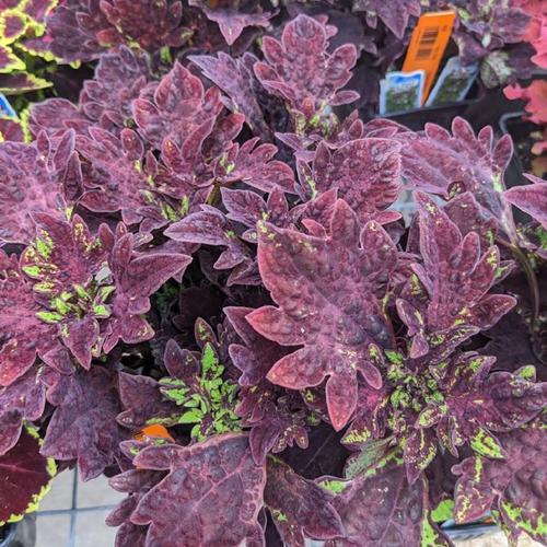 Coleus (Coleus scutellarioides Main Street Ashbury™) in the Coleus ...