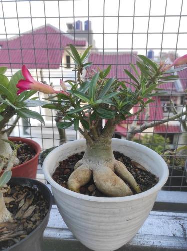 Adenium root training in the Adeniums forum - Garden.org