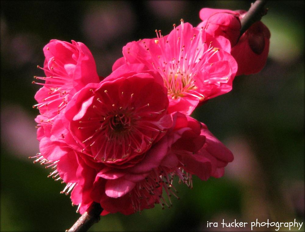 Photo of the bloom of Japanese Flowering Apricot (Prunus mume ...