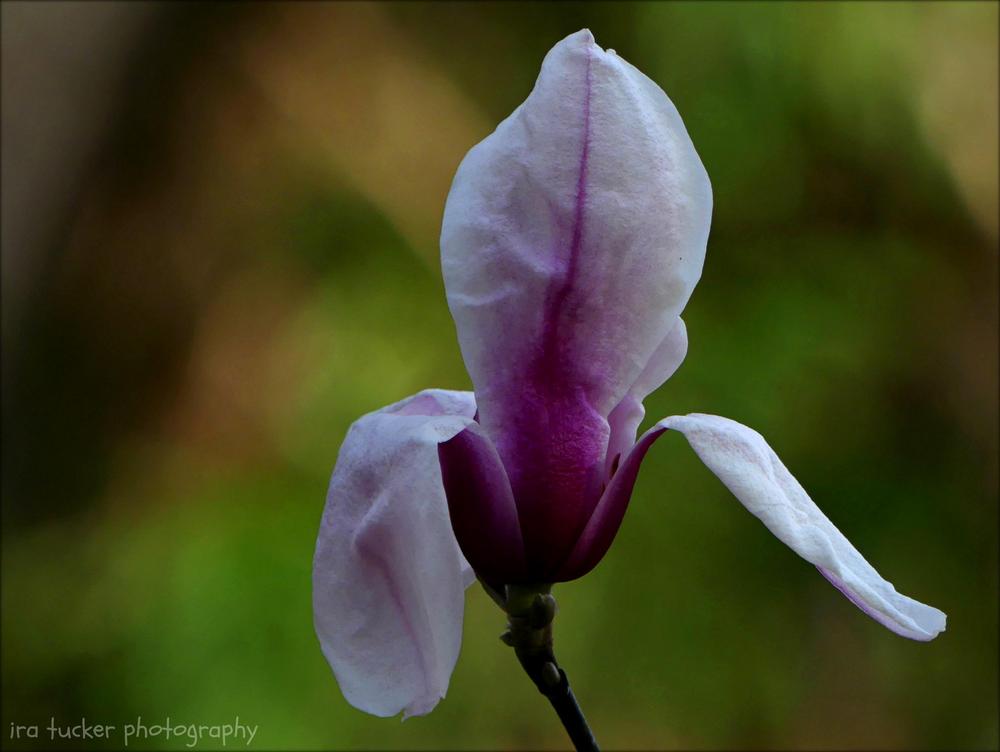 Photo of the bloom of Zen Magnolia (Magnolia zenii) posted by ...