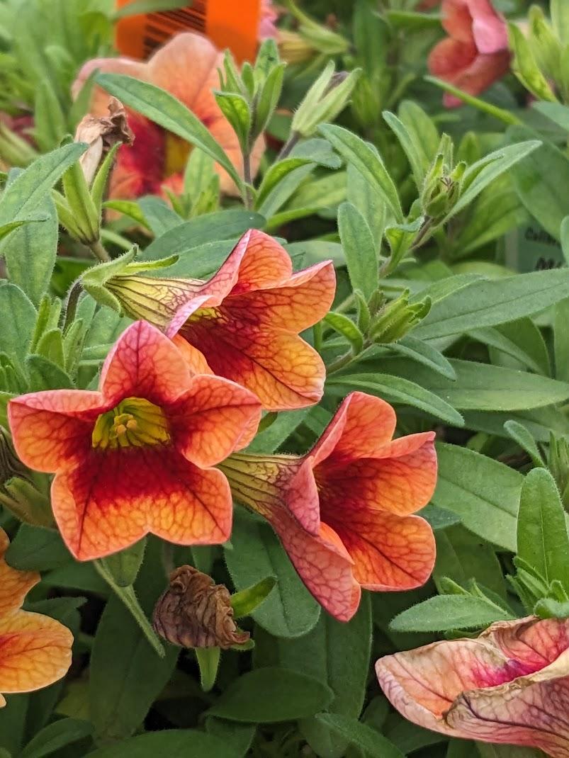 Million Bells (Calibrachoa MiniFamous™ Neo Orange & Red Eye 17) in the ...