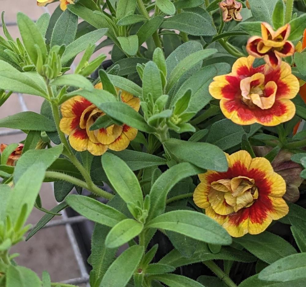 Photo of the entire plant of Million Bells (Calibrachoa MiniFamous ...