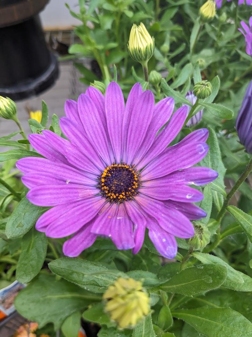 Photo of the bloom of African Daisy (Osteospermum Zion™ Blue Denim ...