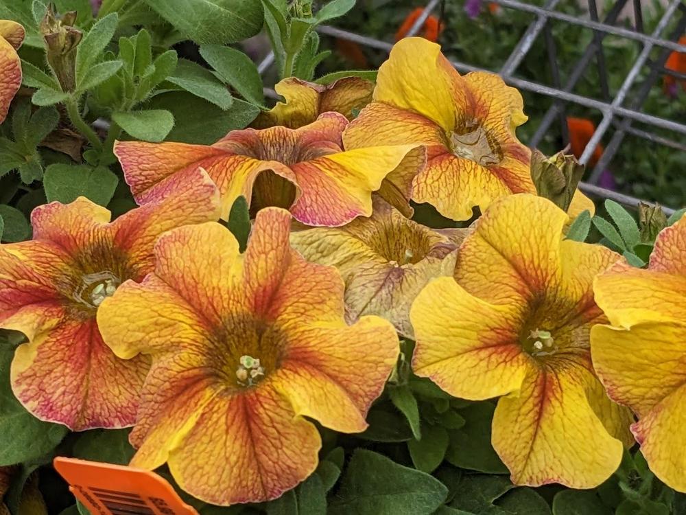 Photo of the bloom of XPetchoa SuperCal® Premium Caramel Yellow posted ...