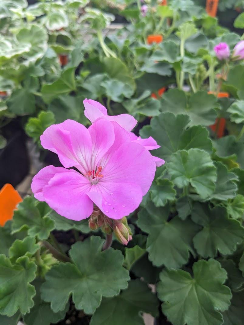 Photo of the entire plant of Storksbill (Pelargonium x hortorum Tango ...