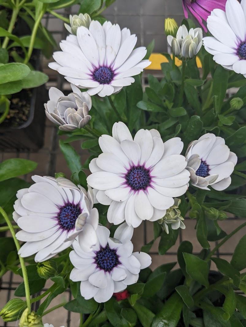 African Daisy (Dimorphotheca ecklonis Osticade™ Pure White) - Garden.org