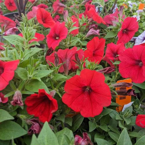 Petunia DuraBloom™ Red in the Petunias Database - Garden.org