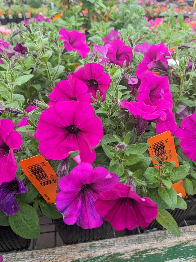Photo of the entire plant of Petunia DuraBloom™ Purple posted by Joy ...