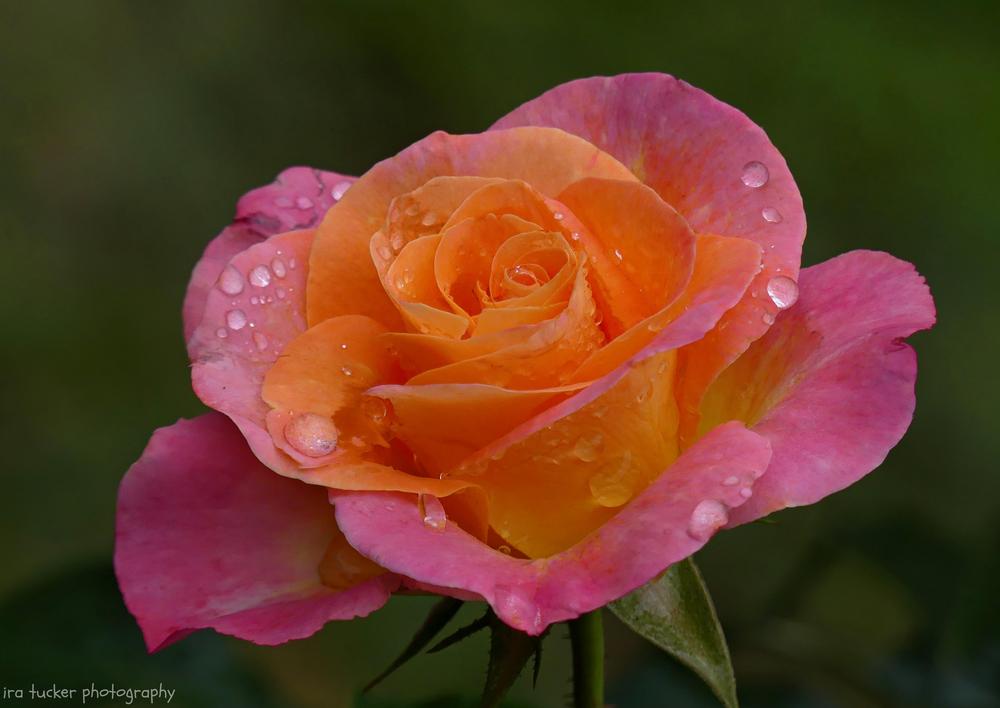 Photo of the bloom of Rose (Rosa 'Day Breaker') posted by drirastucker ...