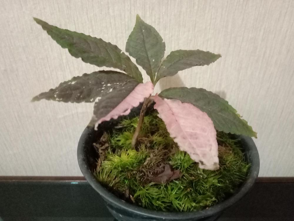 Photo of the entire plant of Voodoo Plant (Amorphophallus pendulus ...