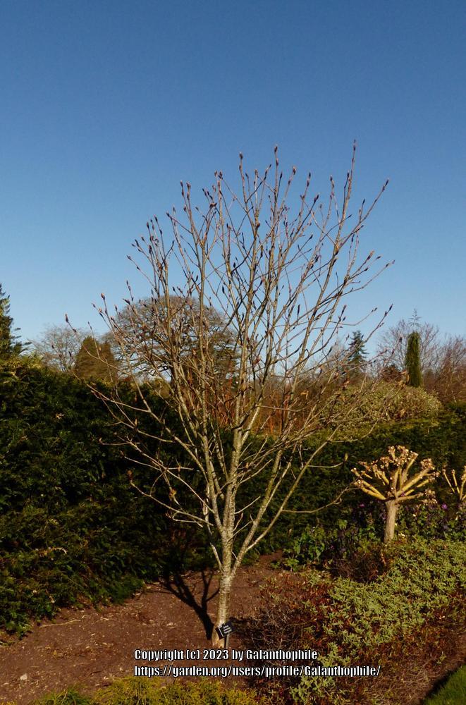 Photo of the entire plant of Rowan (Sorbus commixta 'Ravensbill ...