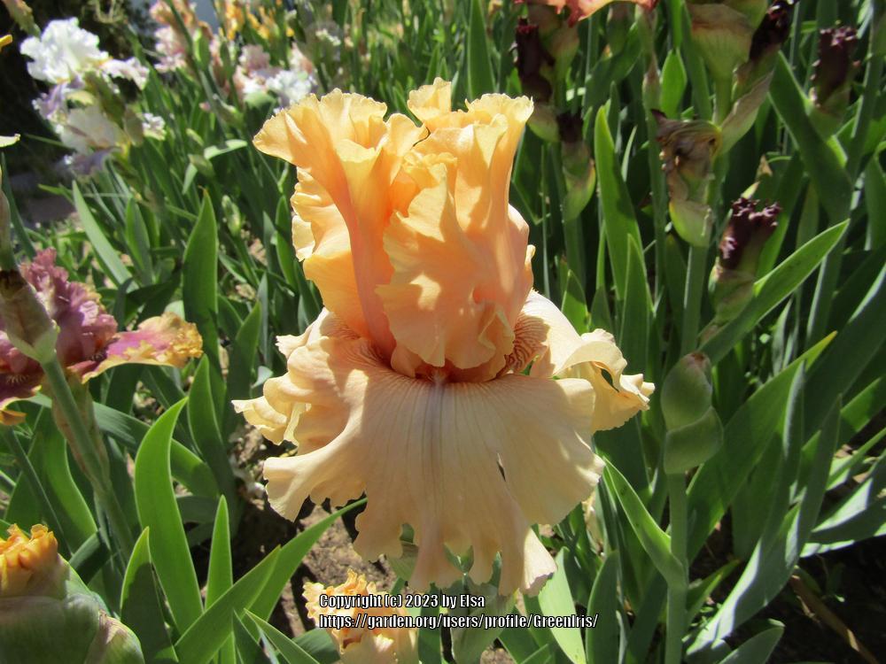 Tall Bearded Iris (Iris 'Babe Magnet') in the Irises Database - Garden.org