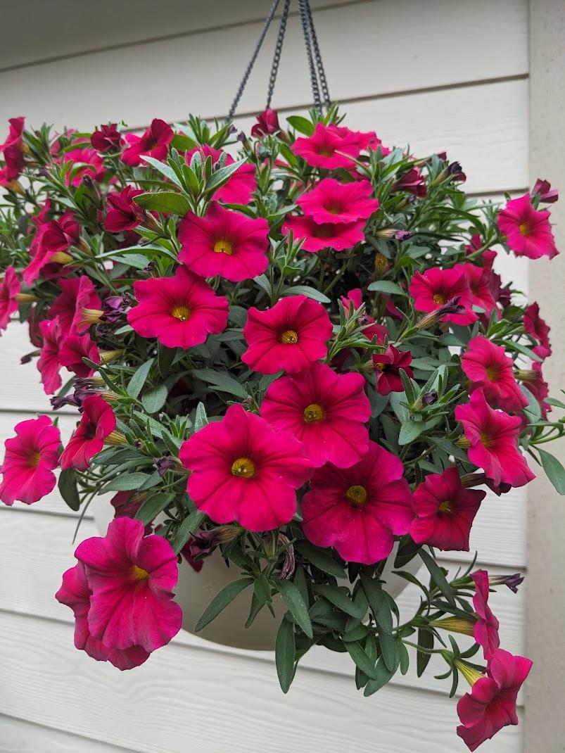 Petchoa (XPetchoa SuperCal® Cherry Improved) - Garden.org