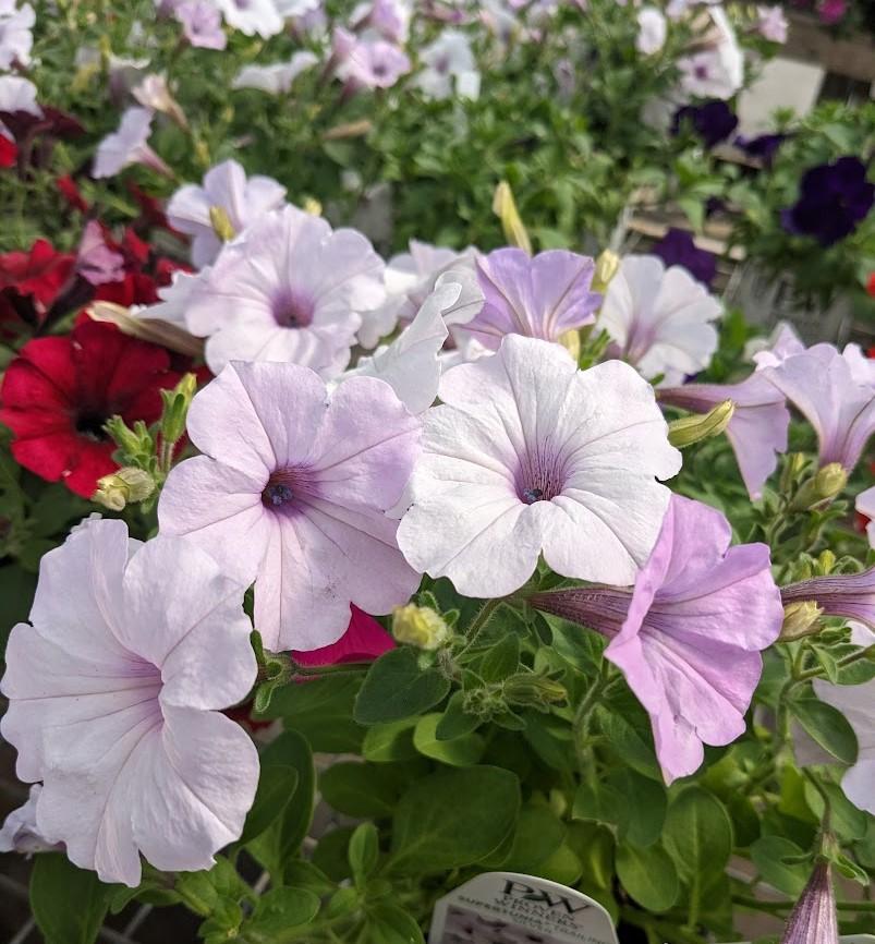 Milliflora Spreading/Trailing Petunia (Petunia Supertunia® Trailing ...