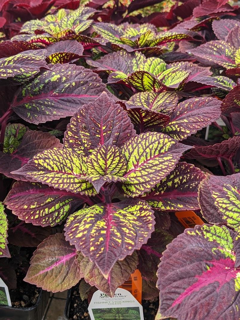 Photo of the leaves of Coleus (Coleus scutellarioides 'Fishnet ...