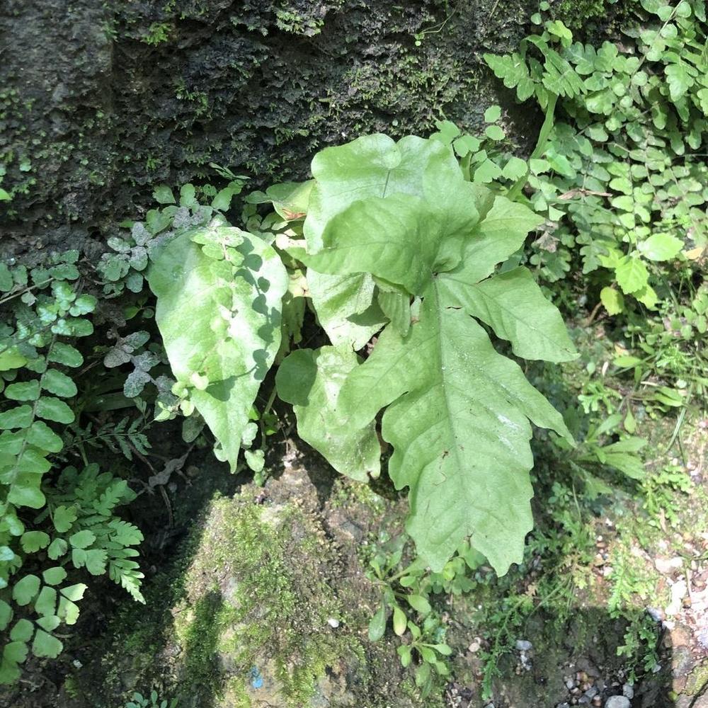 Broad Halberd Fern (Tectaria heracleifolia) - Garden.org