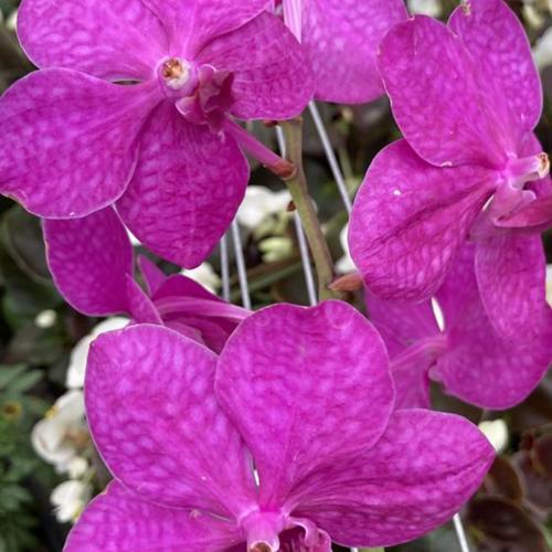Orchid (Vanda Princess Mikasa 'Pink Charm') - Garden.org