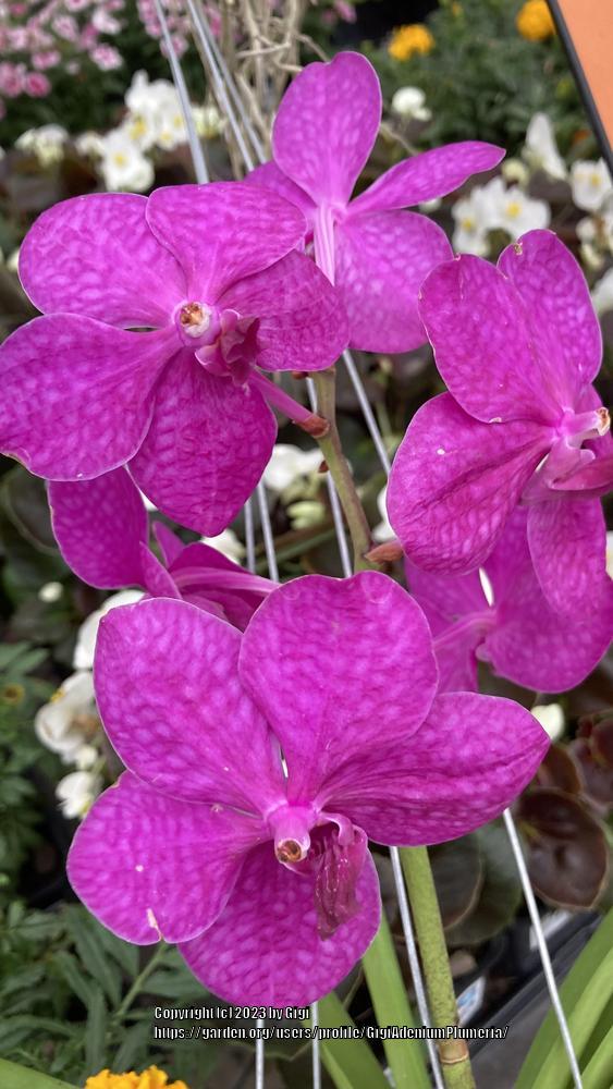 Photo of the bloom of Orchid (Vanda Princess Mikasa 'Pink Charm ...