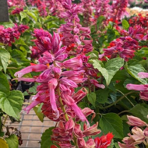 Salvia (Salvia splendens Grandstand™ Strawberry Bicolor) in the Salvias ...