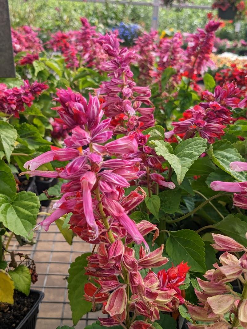 Salvia (Salvia splendens Grandstand™ Strawberry Bicolor) in the Salvias ...