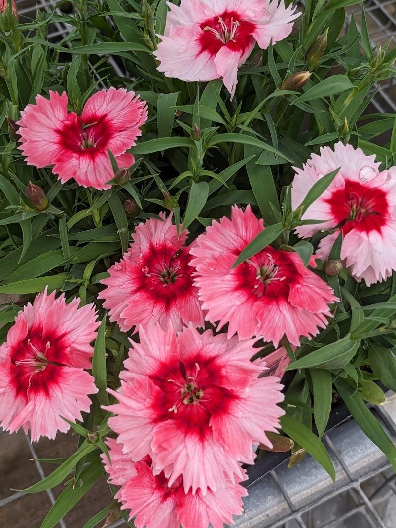 Photo of the bloom of Dianthus Super Parfait™ Strawberry posted by Joy ...