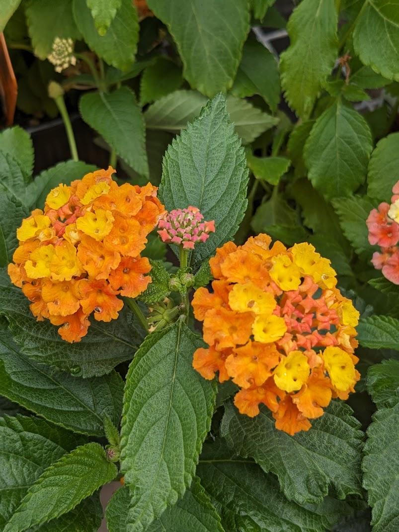 Lantana camara Bloomify™ Orange in the Lantanas Database - Garden.org