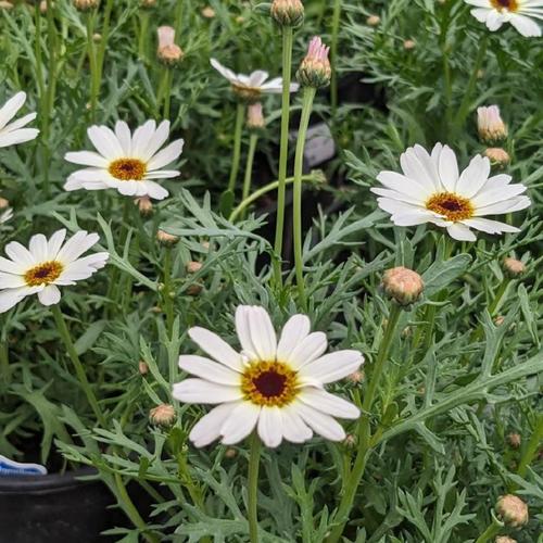 Marguerite Daisy (Argyranthemum Grandaisy® White Improved) - Garden.org