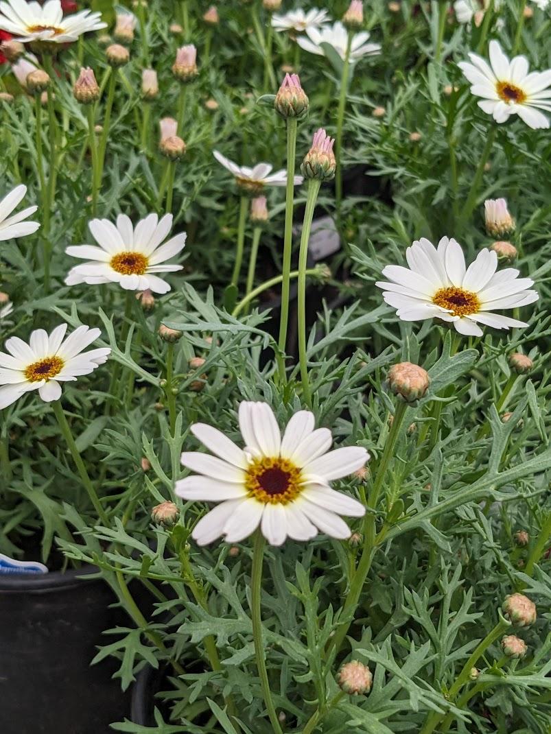 Marguerite Daisy (Argyranthemum Grandaisy® White Improved) - Garden.org