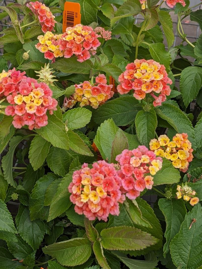 Lantana Bloomify™ Mango in the Lantanas Database - Garden.org