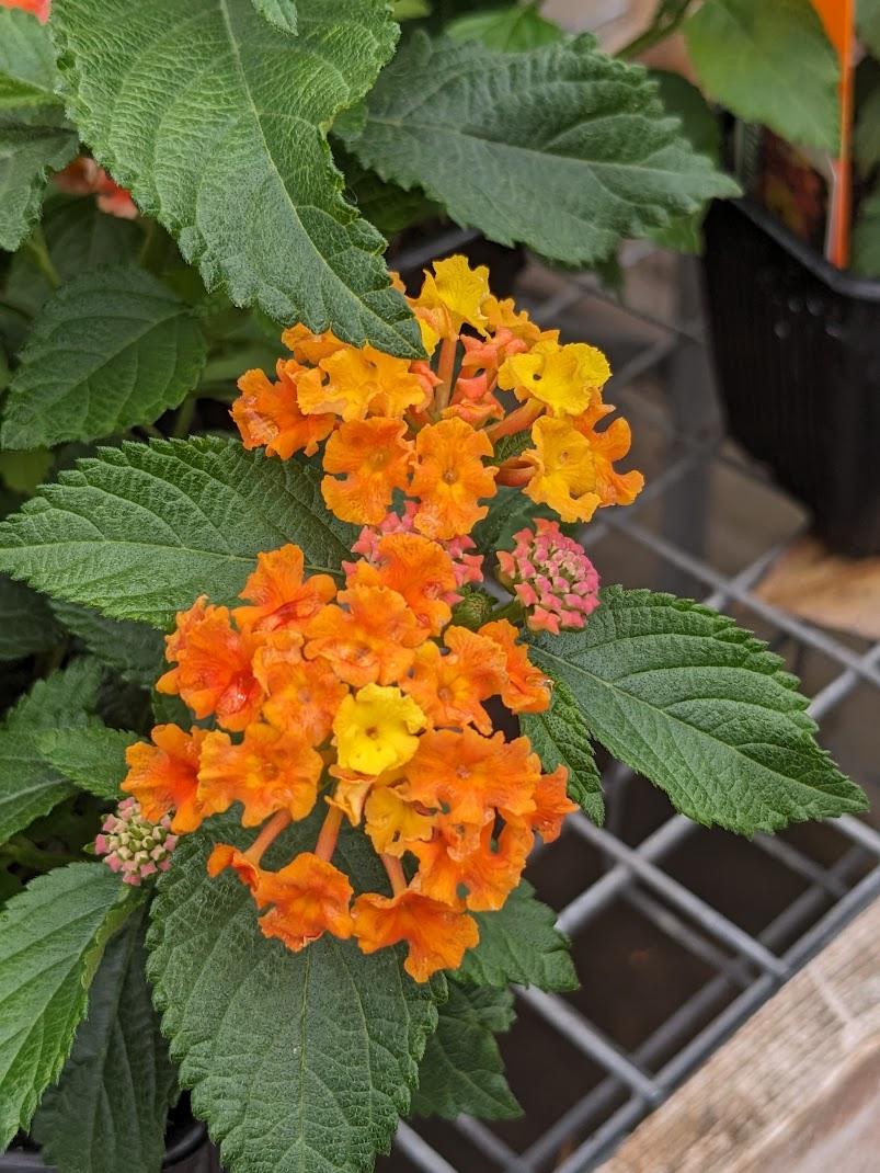 Photo of the bloom of Lantana camara Bloomify™ Orange posted by Joy ...