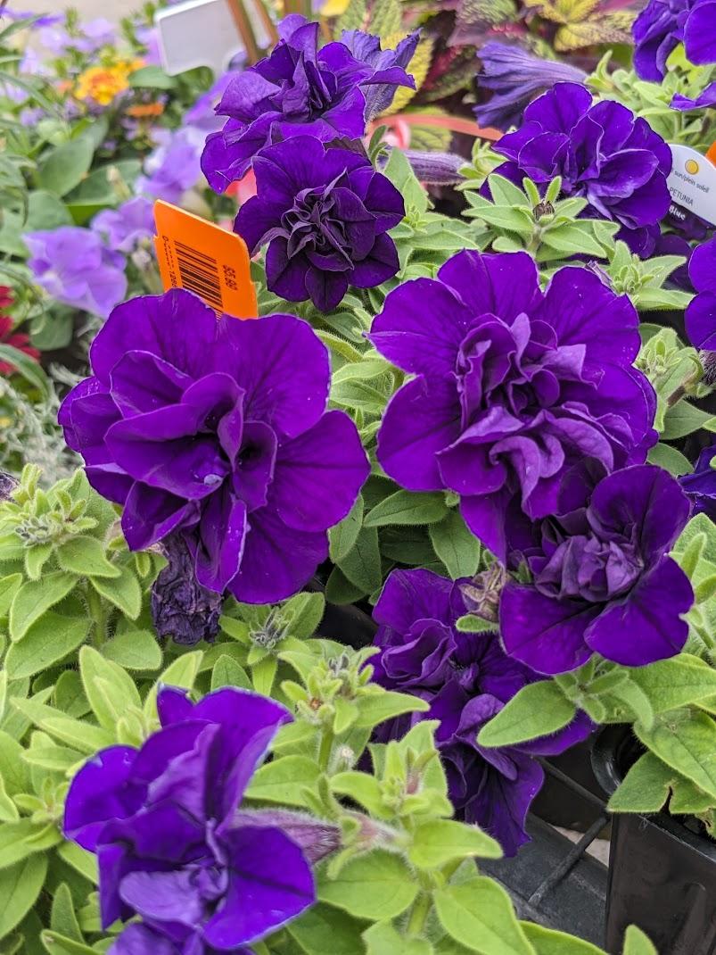 Petunia Vogue™ Blue Double in the Petunias Database - Garden.org