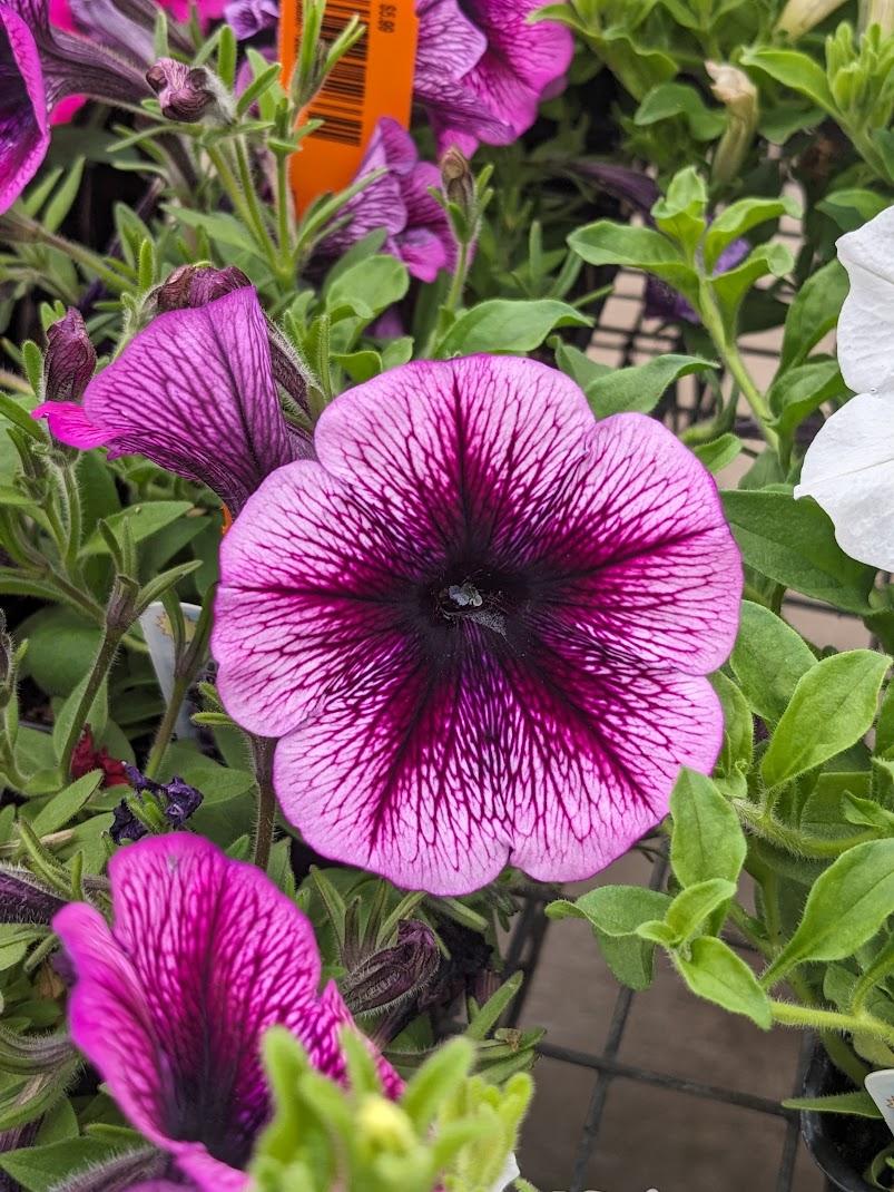 Photo of the bloom of Petunia Cascadias™ Purple Ice posted by Joy ...