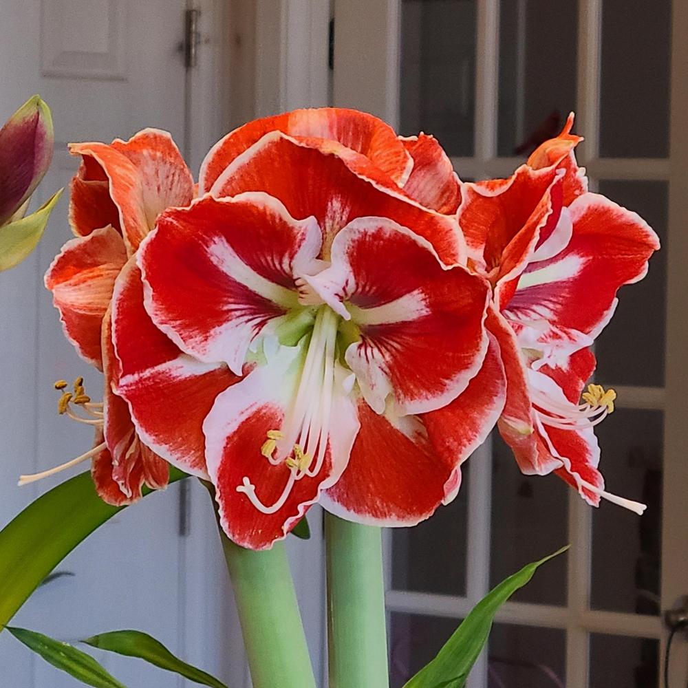 Photo of the bloom of Amaryllis (Hippeastrum 'Samba') posted by LoriMT ...