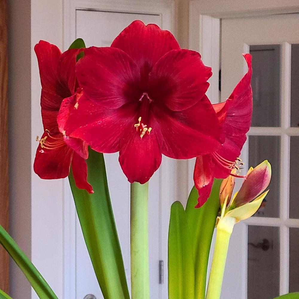 Photo of the bloom of Amaryllis (Hippeastrum 'Red Pearl') posted by ...