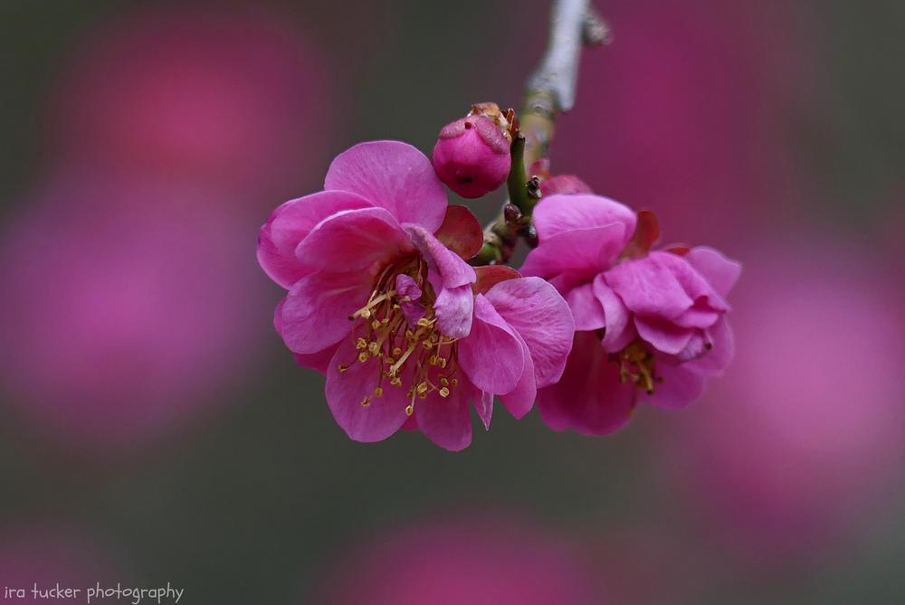 Photo of the bloom of Japanese Flowering Apricot (Prunus mume 'Kobai ...