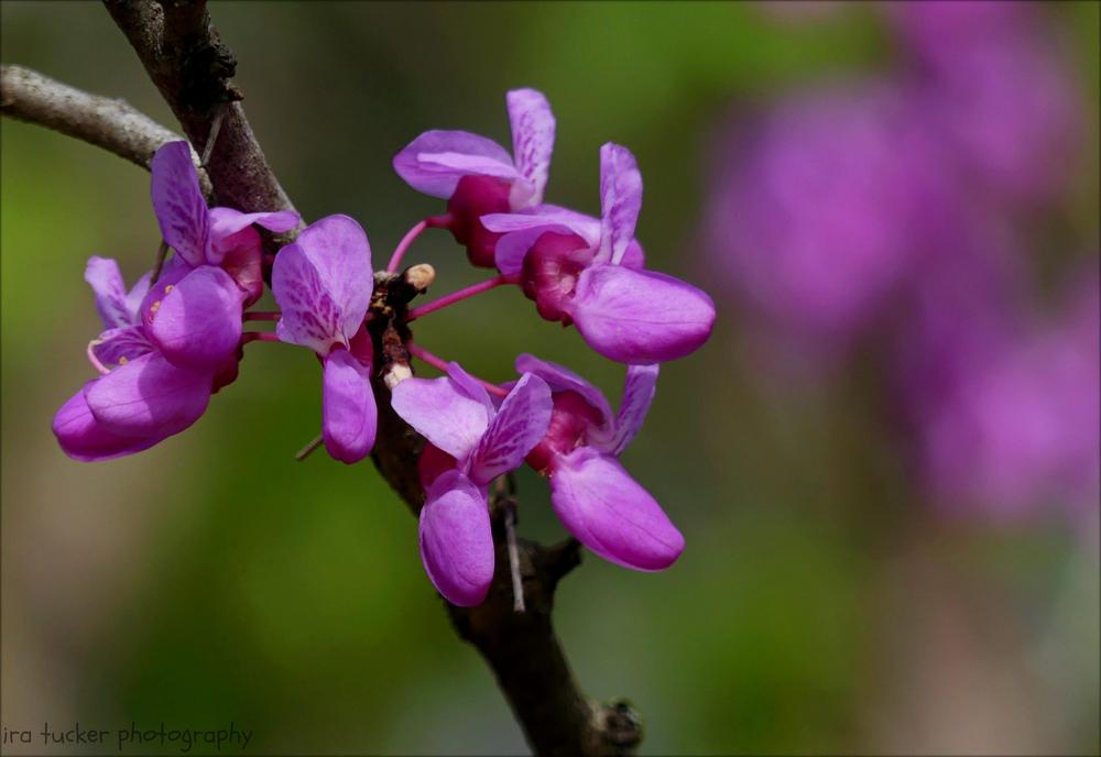 Photo of the bloom of Hybrid Redbud (Cercis 'Big John') posted by ...