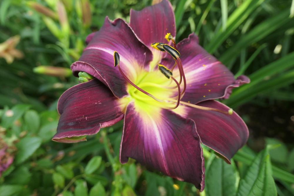 Daylily (Hemerocallis 'Velvet Handcuffs') in the Daylilies Database ...