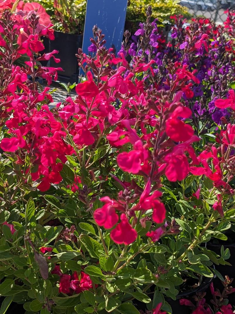 Autumn Sage (Salvia greggii Mirage™ Hot Pink) in the Salvias Database ...