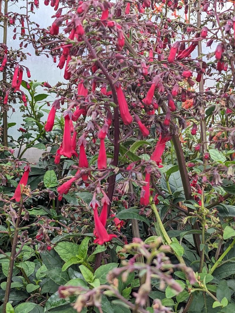 Photo of the bloom of Cape Fuchsia (Phygelius Colorburst™ Deep Red ...