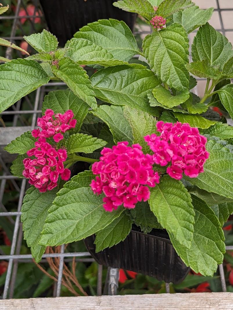 Lantana Bloomify™ Rose in the Lantanas Database - Garden.org
