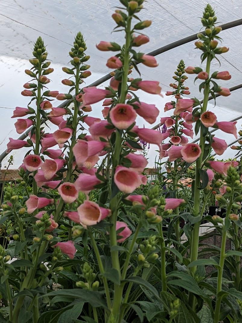 Foxglove (Digitalis Arctic Fox Rose) in the Foxgloves Database - Garden.org