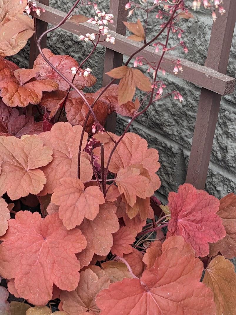 Photo of the entire plant of Coral Bells (Heuchera 'Carnival Cinnamon ...