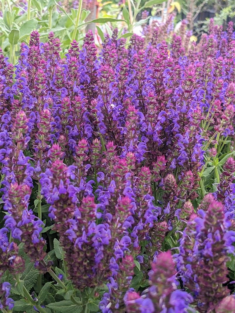 Photo of the bloom of Meadow Sage (Salvia nemorosa Apex™ Blue) posted by Joy - Garden.org