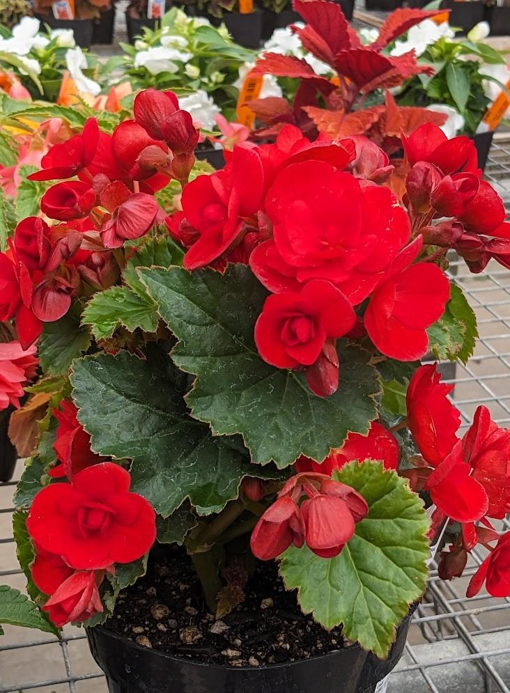 Photo of the entire plant of Begonia 'Vermillion Red' posted by Joy ...